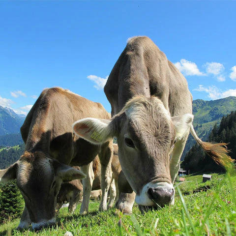 Are You Eating Good Beef Or Bad Beef? | Chomps